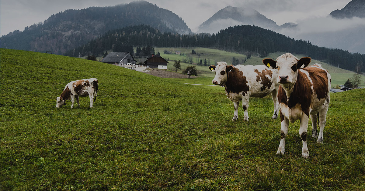 Danone: One Planet, One Health